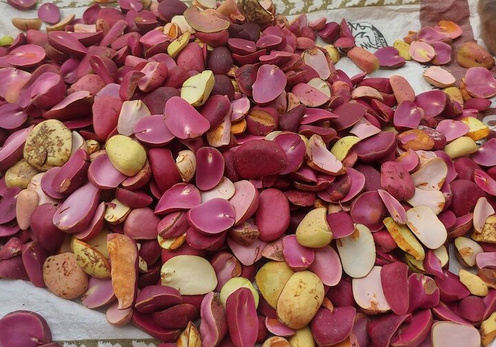 10 Amazing Health Benefits of Kola Nut (Cola Nitida & Cola Acuminata ...